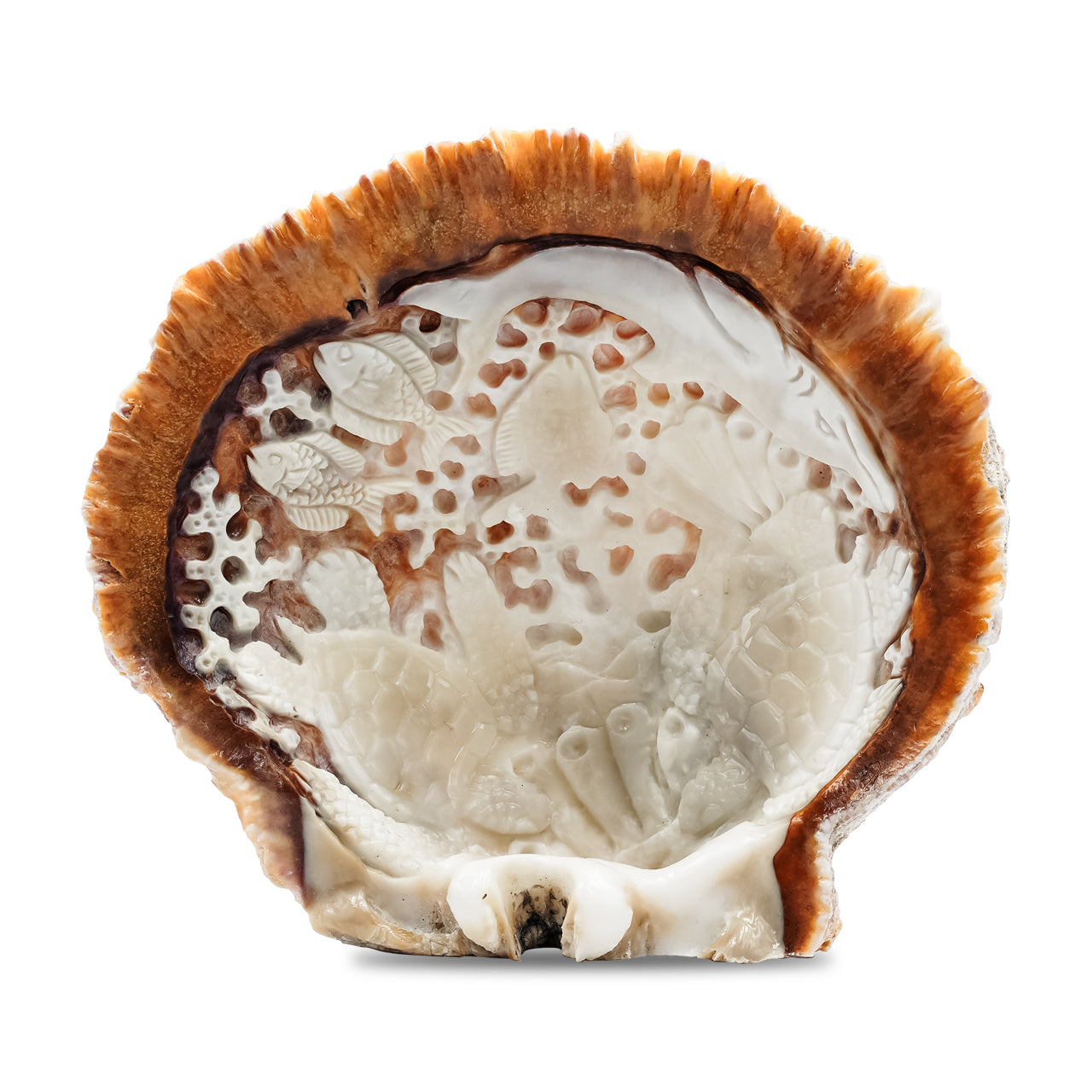 Hand Carved Spiney Oyster Marine Life Carving | Starborn